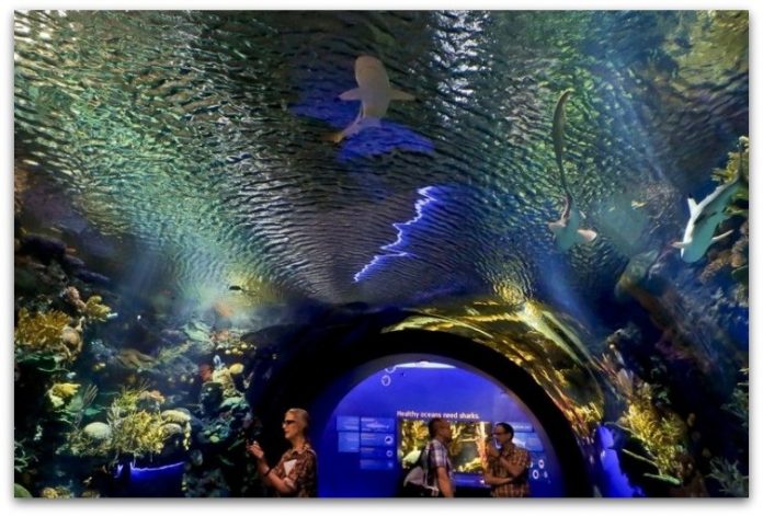 Изложба на ајкули во Аквариумот во Њујорк - Видео - KUKURIKU online news